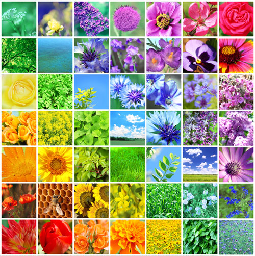 Rainbow Collage - EasyCollage